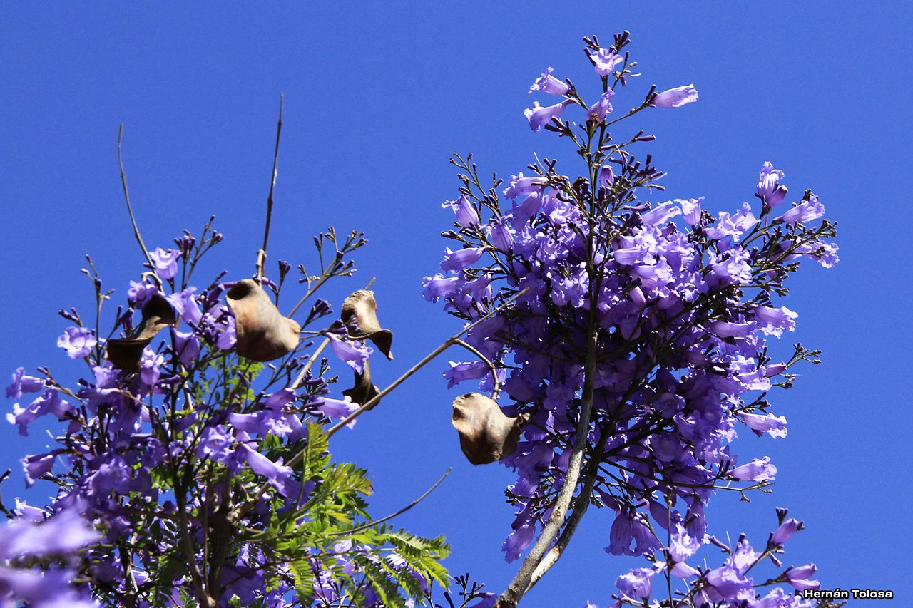 Flora Bonaerense: Jacarandá (Jacaranda mimosifolia)