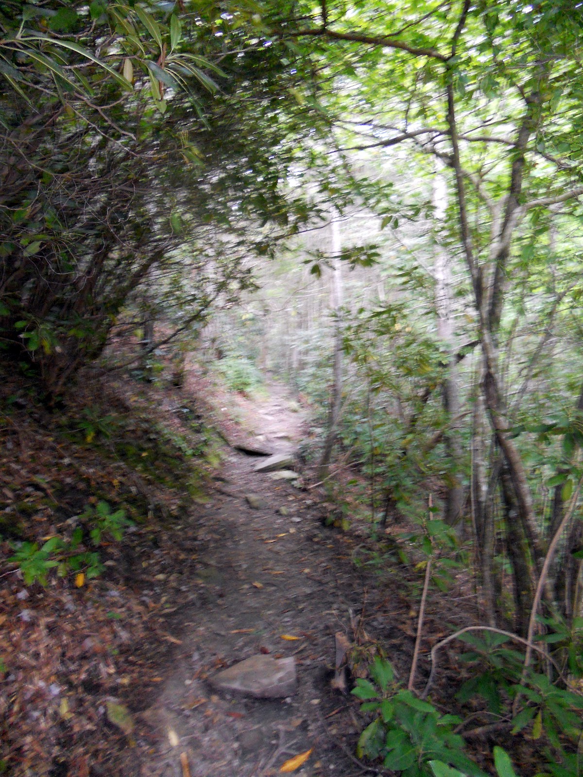 Hiking with a Fat Bald White Guy: Linville Gorge - Spence Ridge ...