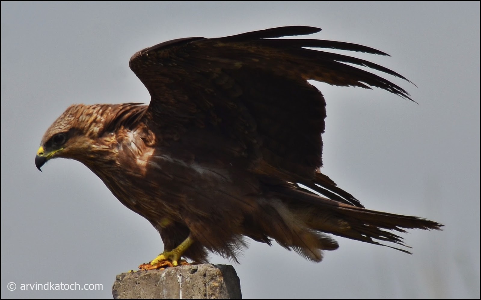 Indian Spotted Eagle Identification