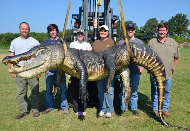 Solomon Datyong's Blog: Alligator hunters snare a 13ft, 52st monster in ...