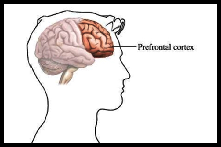 Elessandro De Almeida: O Cortex Pré Frontal o Sentido Da Vida