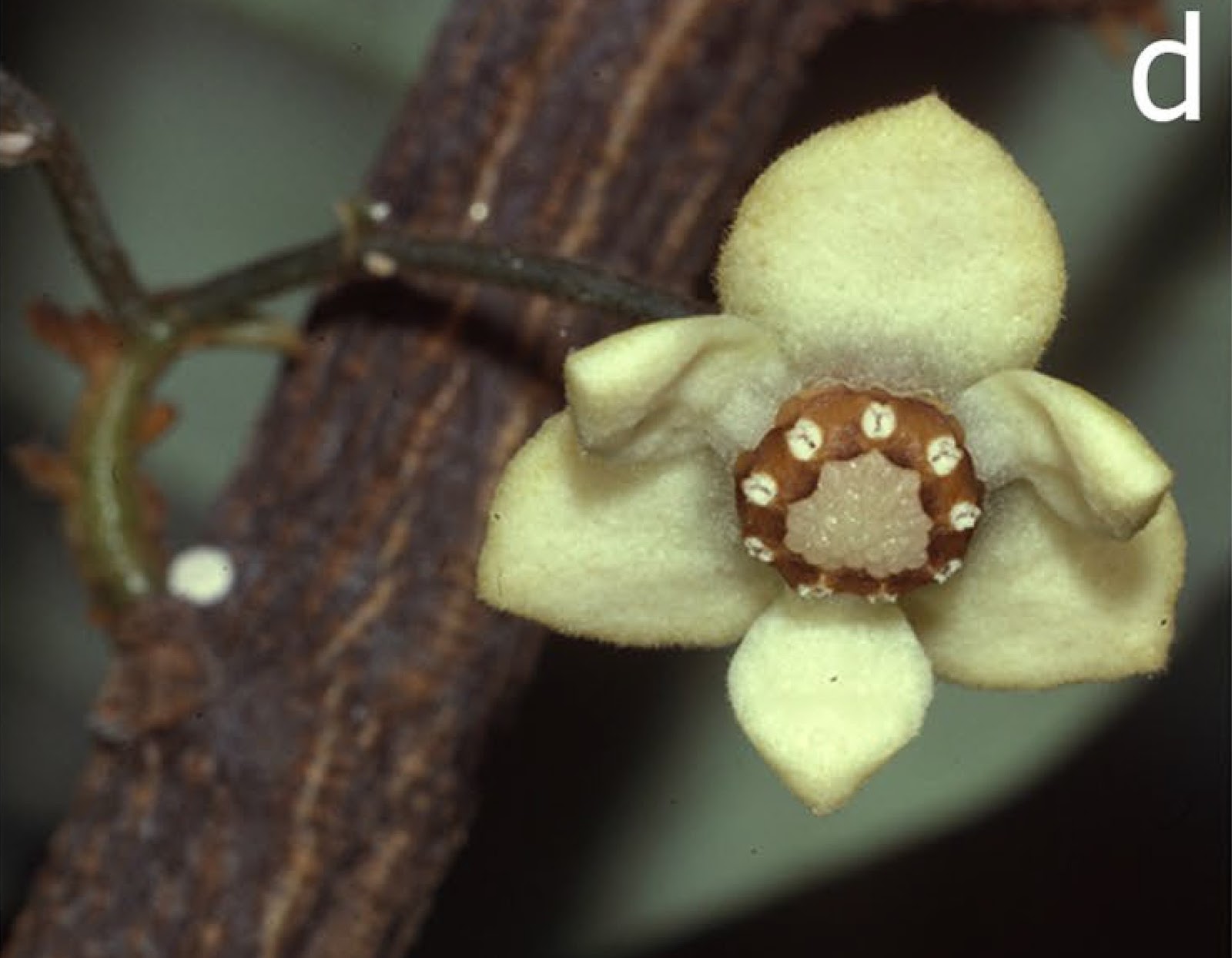 Species New to Science: [Botany • 2018] Floral Evolution by ...