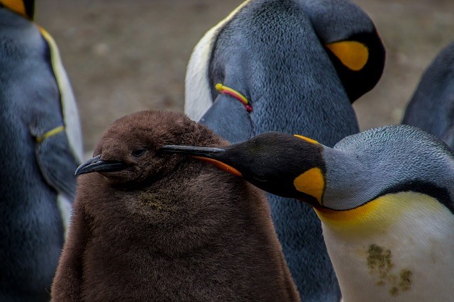 9 Interesting Facts About Penguins Facts About All 9-interesting-facts-about-penguins-facts-about-all