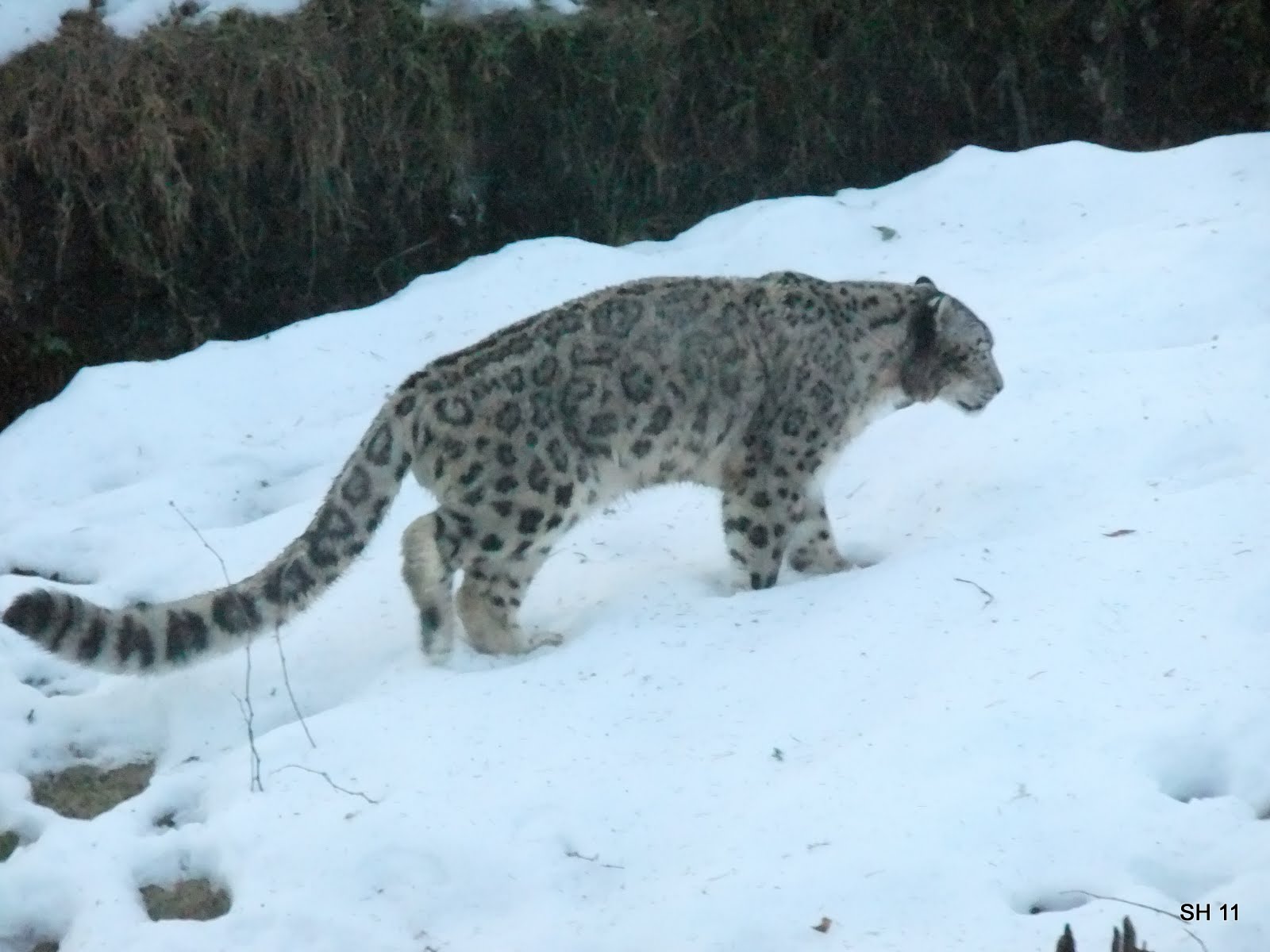 Kuvaretkiä ympäristöön: Lumileopardi