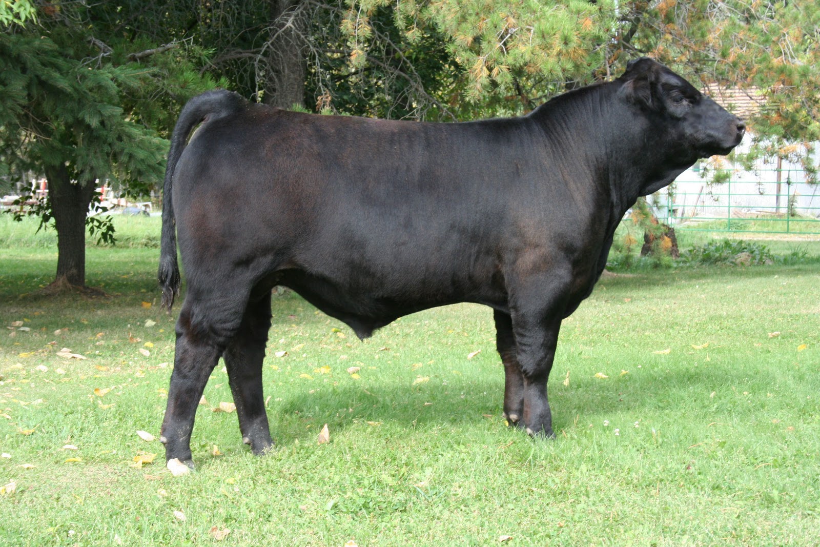 A Fresh Start: Fall Cattle Pictures