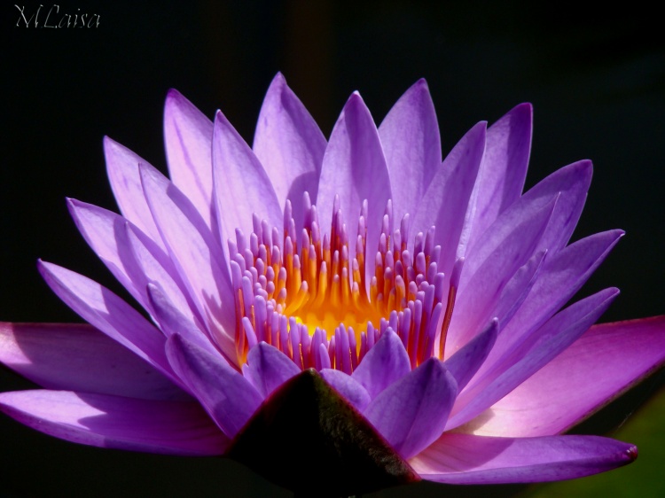 Espaço de Reflexão: O mito da Flor de Lótus