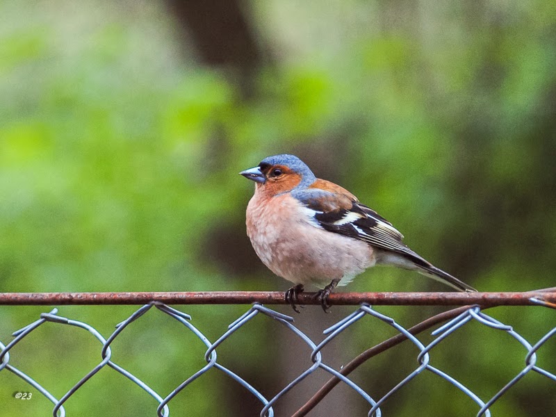 Foto: cinteza, seara tarziu