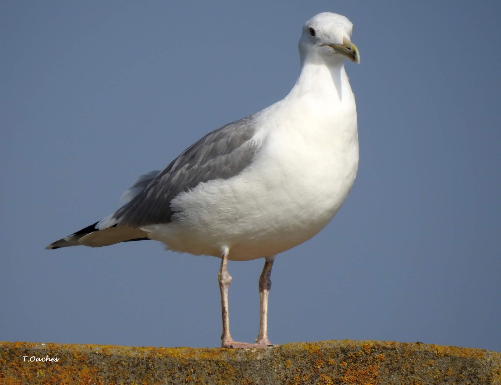 PASARI DIN ROMANIA: PESCARUS PONTIC, Larus cachinnans