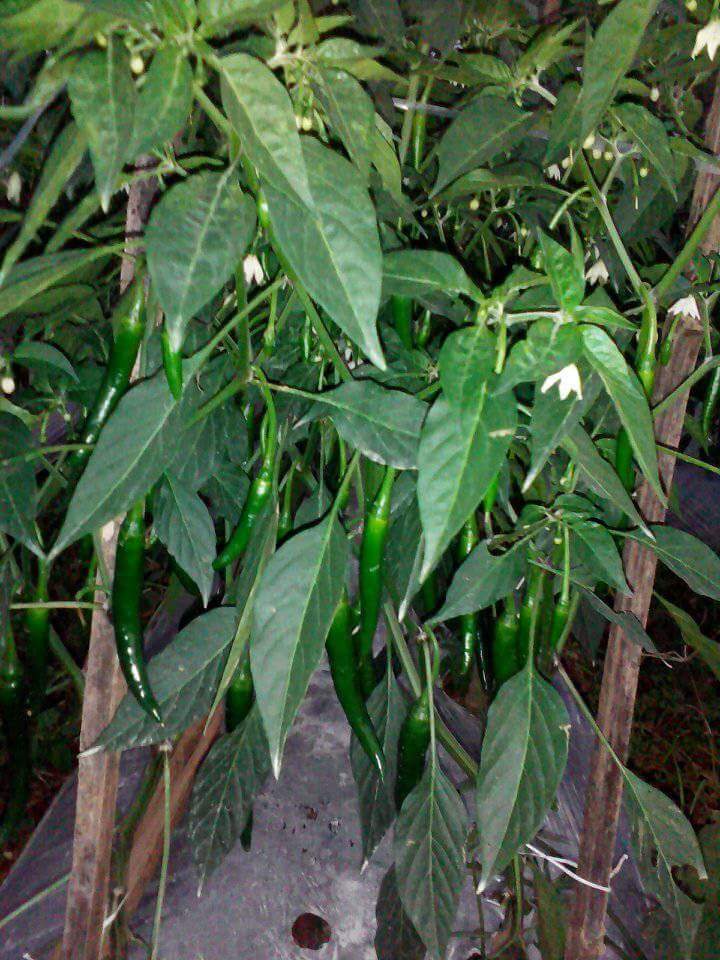 Jarak Tanam Cabe, Jagung, dan Kacang Tanah yang Harus Diperhatikan Oleh ...