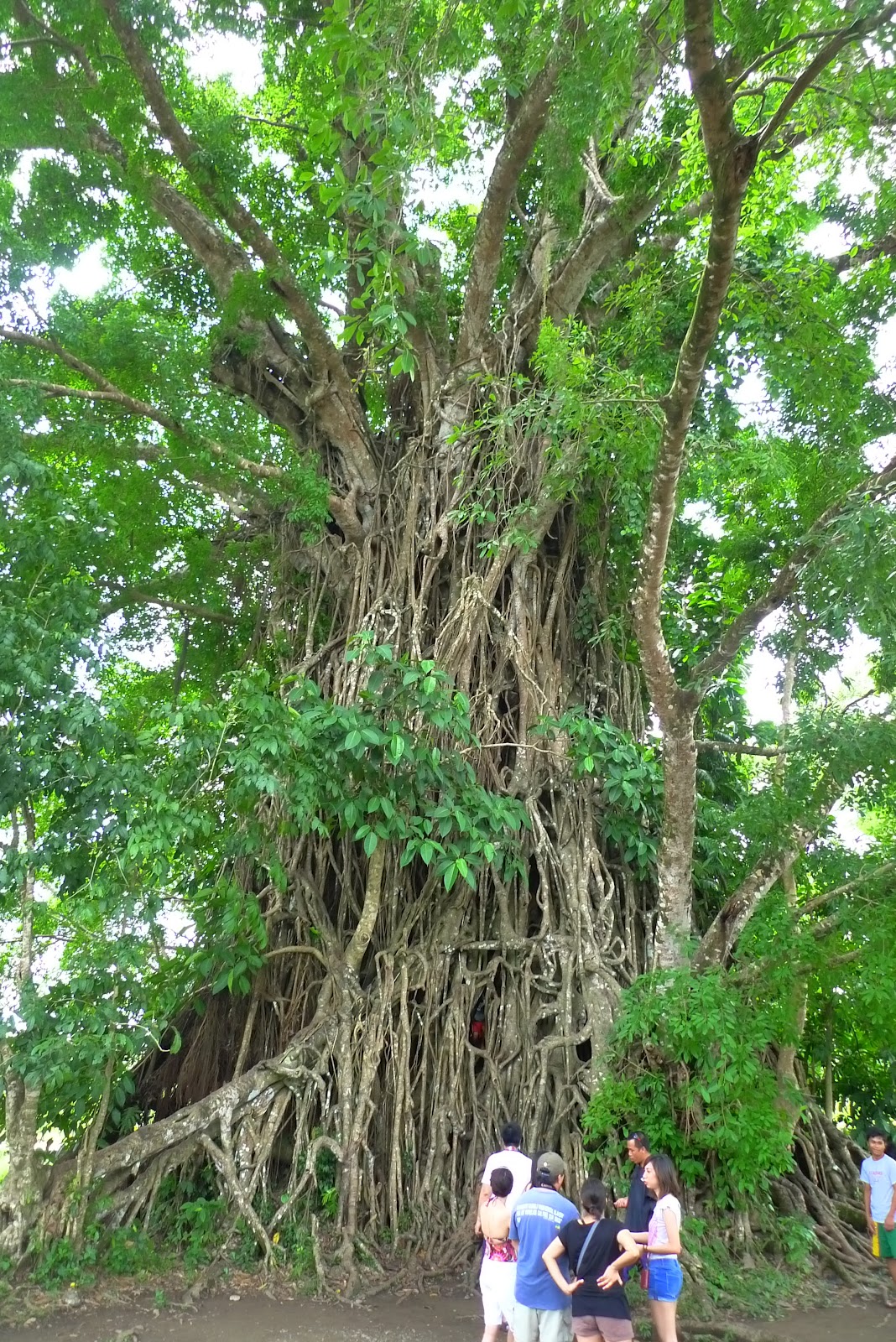 Unsubcultured: Baler sub cult tourist spot #1 - the biggest [daw ...