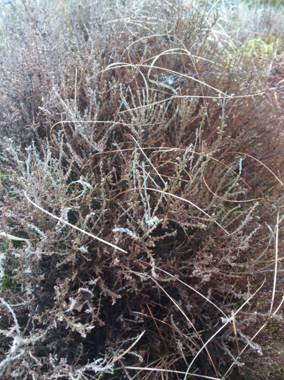 The Heather Trust: Spring Beetles