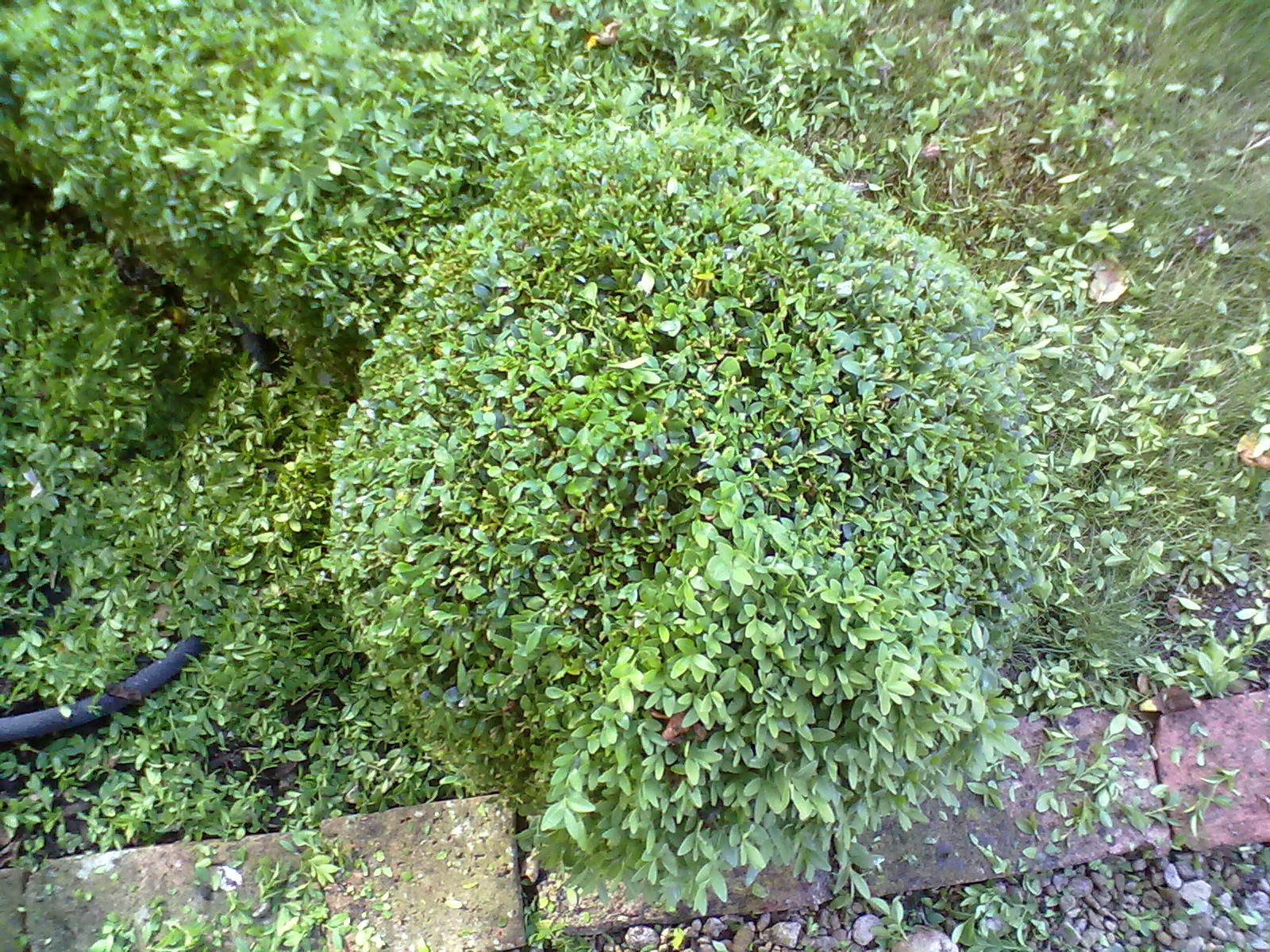 Rachel the Gardener: How to cut a Box ball