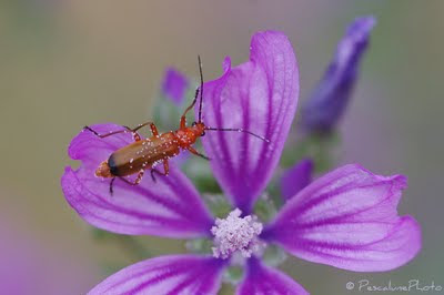 Pescalune Photo: Télephore fauve (Rhagonycha fulva), Common Red Soldier ...