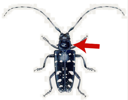 Gardens + Insects: Zebra Bug - Longhorn Beetle - ANSWERED
