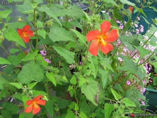 Argentina nativa: Pavonia misionera (Pavonia missionum)