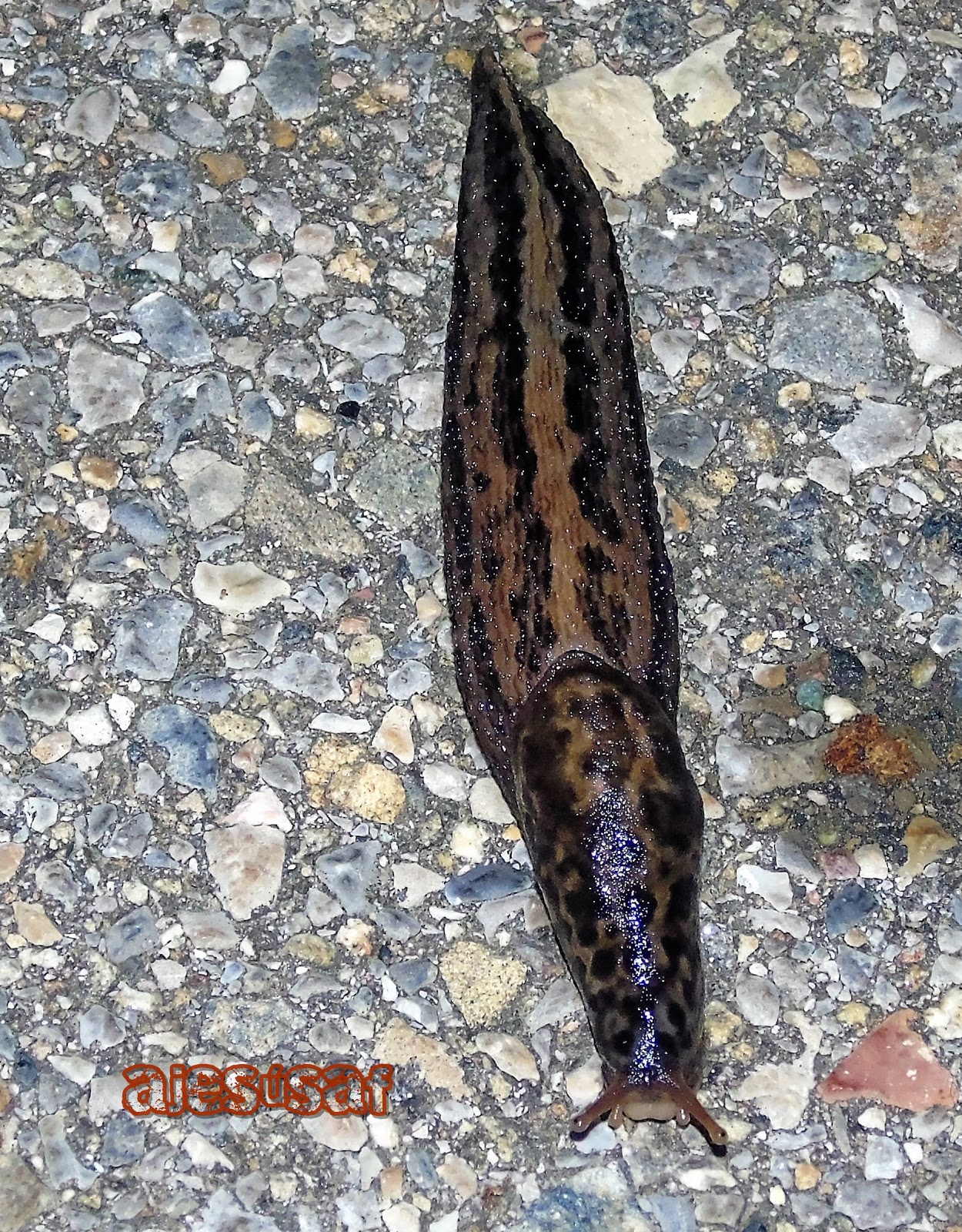 BLOG NATURAPORTDELASELVA Y CAP DE CREUS: BABOSA LEOPARDO ( LIMAX ...