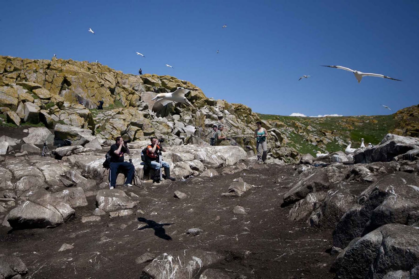 Peregrine's Bird Blog: A Fabulous Day on the Saltee Islands off Co.Wexford