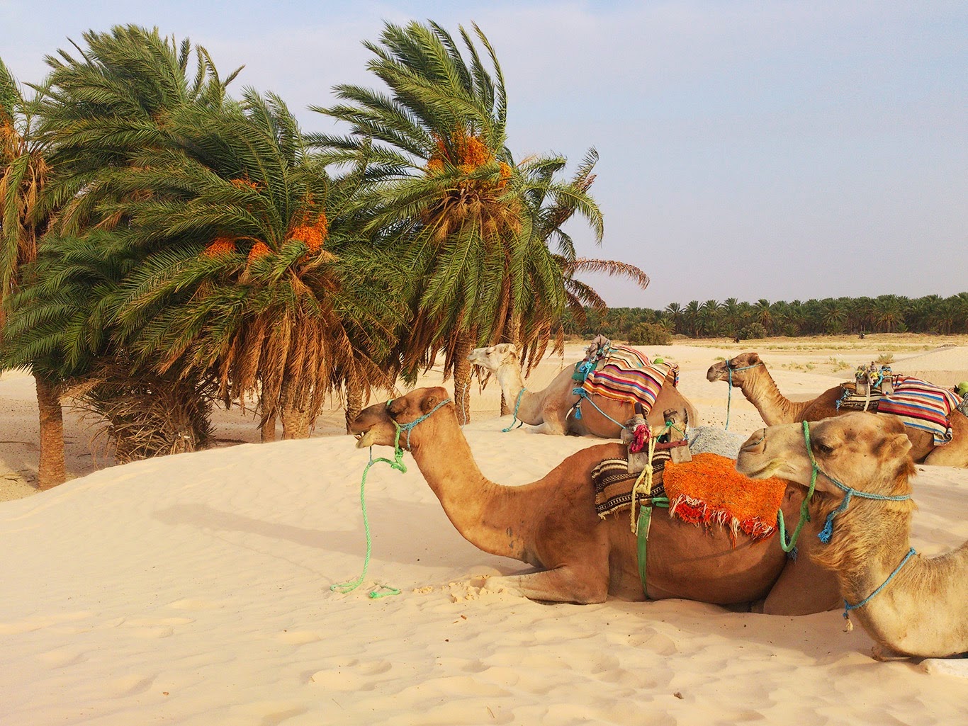 Camels | Birds and Animals Collection