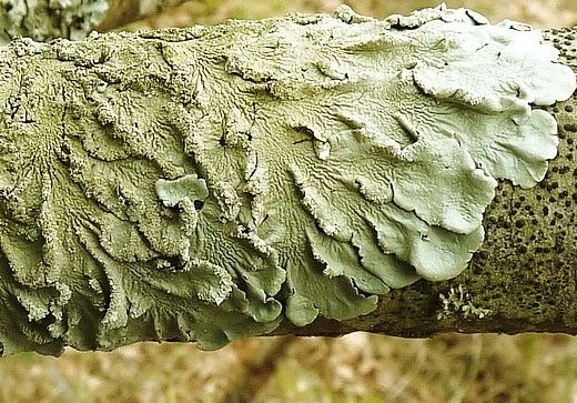 CUADERNO DE CAMPO del Treparriscos: Parmelia caperata.