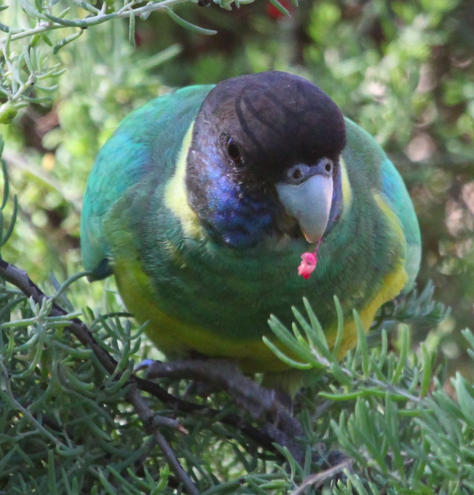 Richard Waring's Birds of Australia: Australian Ringneck - photos