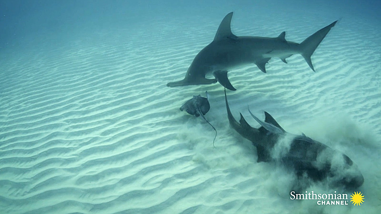 The Best Shark Dive in the World!: GHH vs Stingray - Video!
