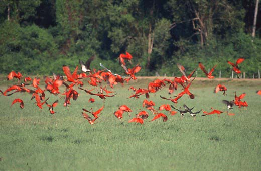Encanto Caboclo: REVOADA DOS GUARÁS