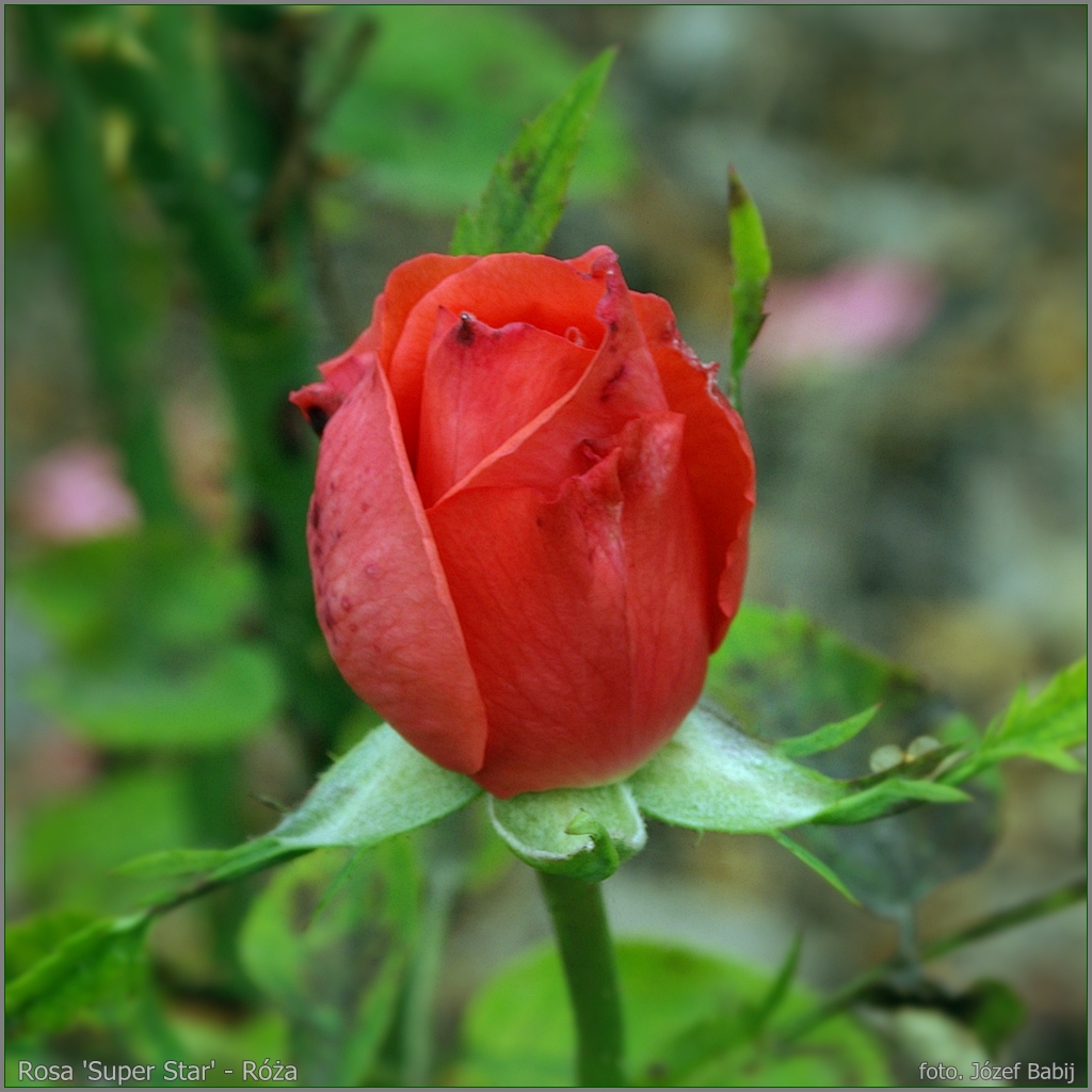 Plant Gallery - Encyklopedia Roślin: Rosa 'Super Star' - Róża 'Super Star'