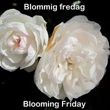 Bush Bernie's Blog: Flower Flaunt On Friday ... Our First Week Of Spring.