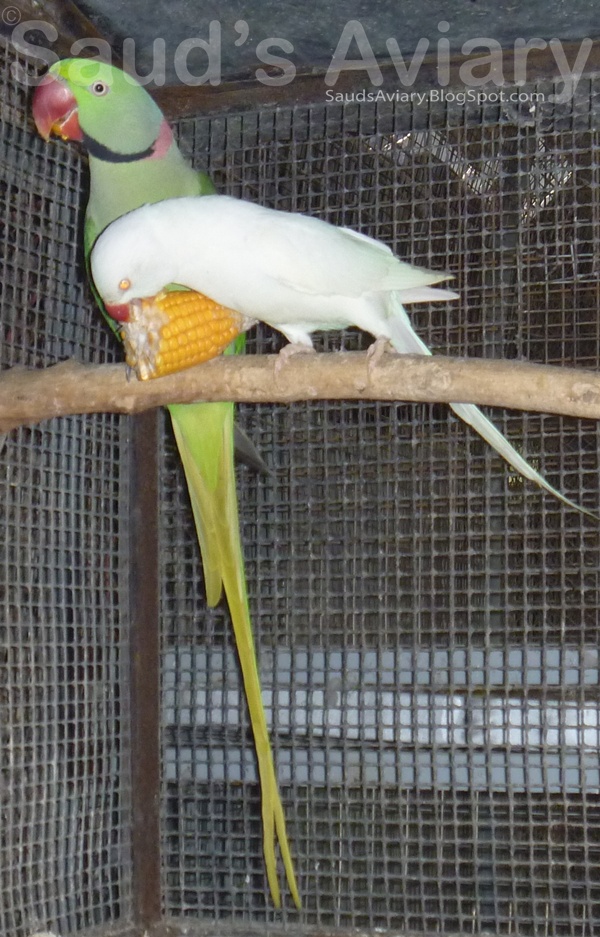 Alexandrine Mutations Project: Year 2 (2012)