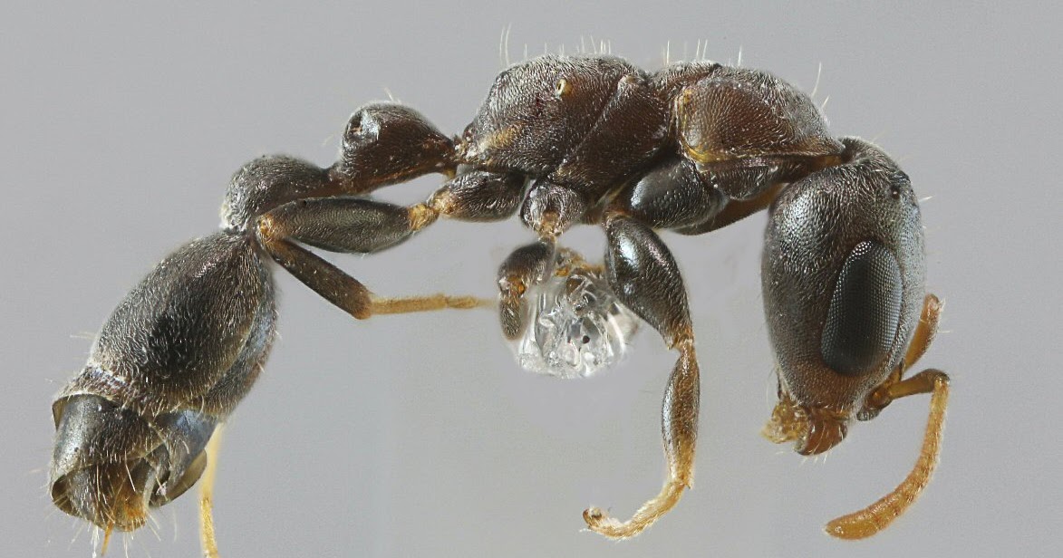 fourmis de Cuba- Hormigas de Cuba- Ants of Cuba: Pseudomyrmex cubaensis