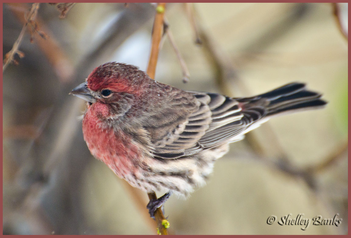 Prairie Nature: House Finches: Scarlet, Rose and Yellow