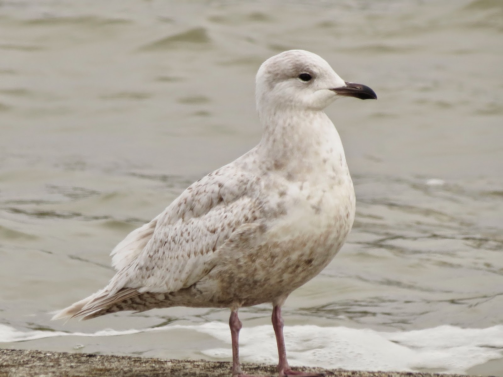 The Birds of Climping Gap & Lower Arun Valley