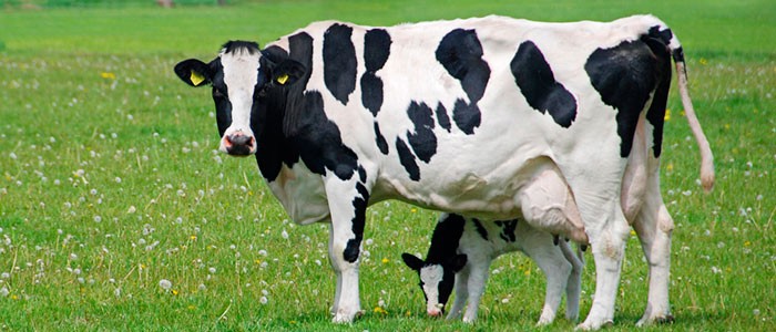 La vaca podría ser el mamífero más grande sobre la Tierra dentro de 200 ...