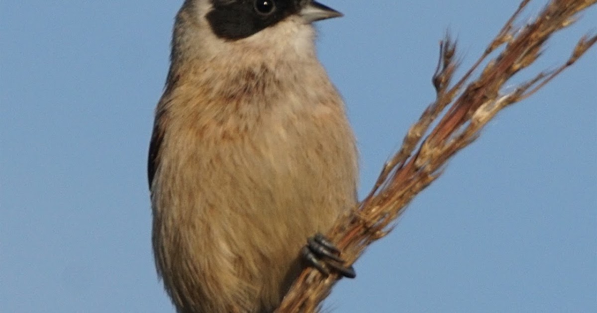 Pasión por las aves: Pájaro moscón,(Remiz pendulinos)