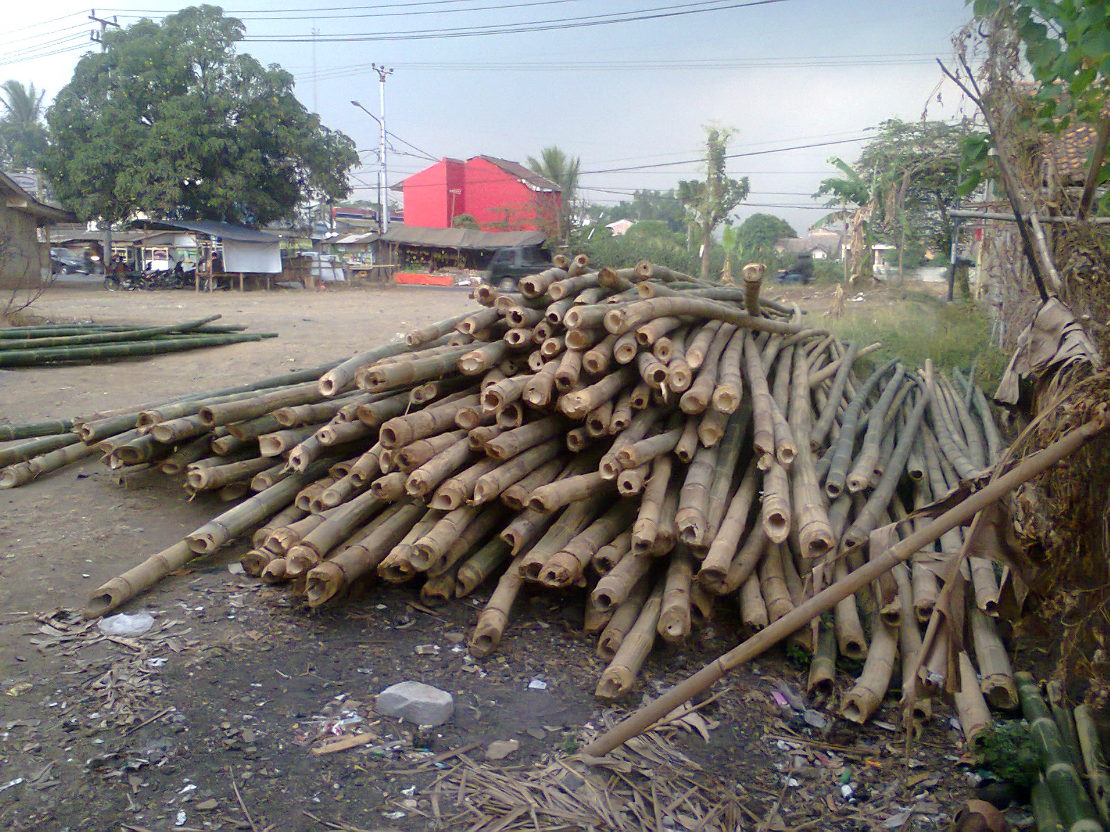 Sengon Jati: Bambu Gombong