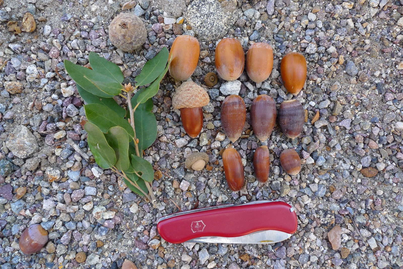 Wild Harvests: Palomar and Beyond- a nutty day