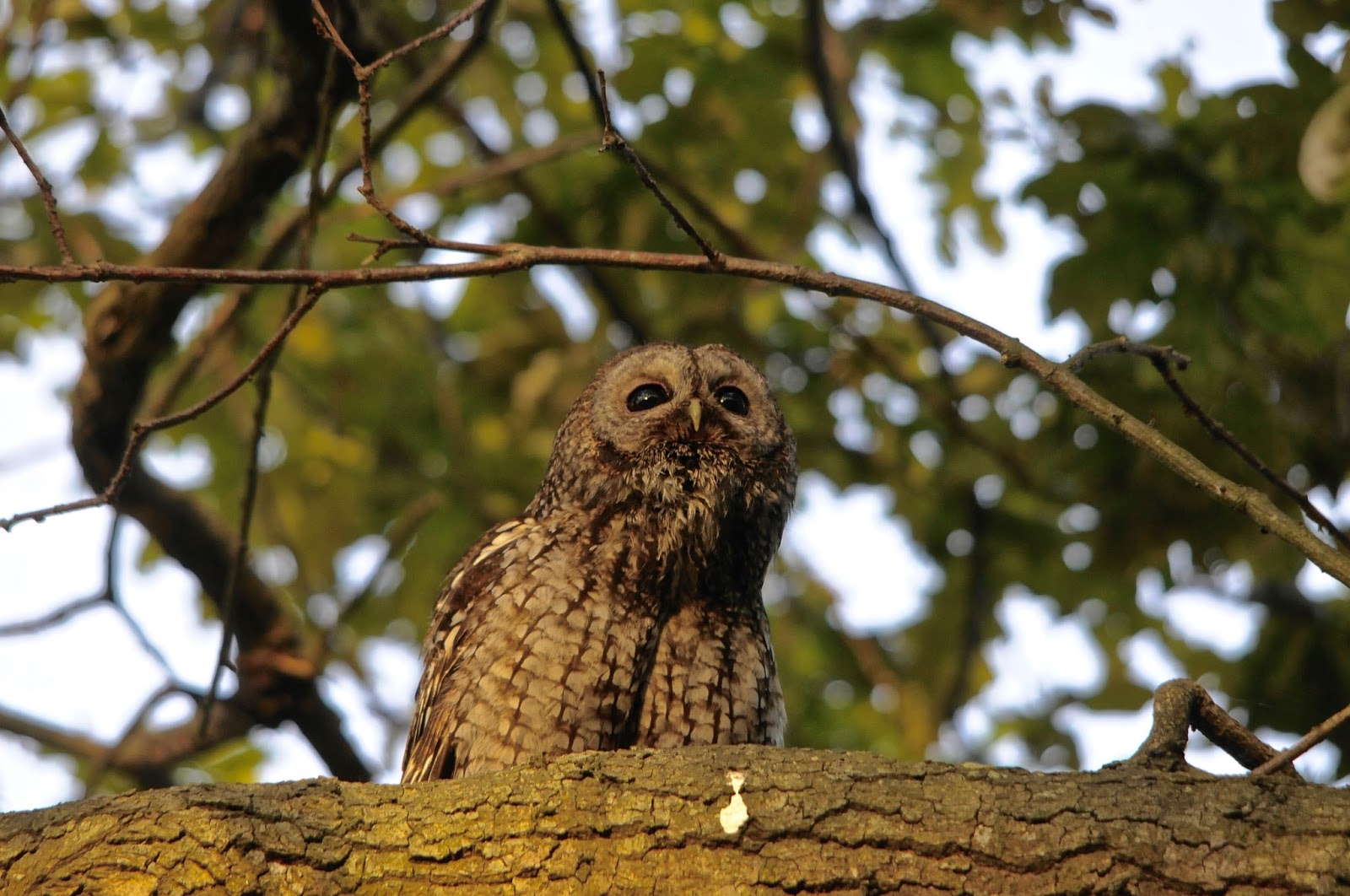 EL NIDO DEL XUAN: CÁRABO COMÚN. (Strix aluco)