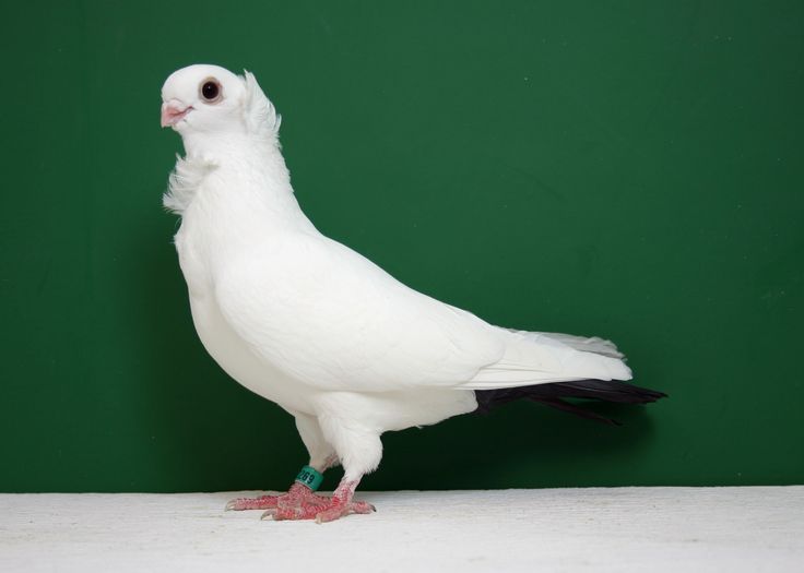 Old German Turbit | BD PIGEONS