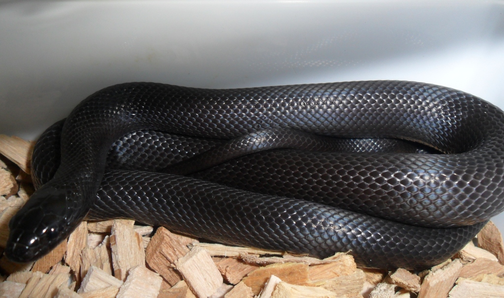 Snakes: Black King Snake