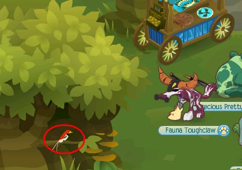 Animal Jam Adventures: Birds Of Paradise Guide