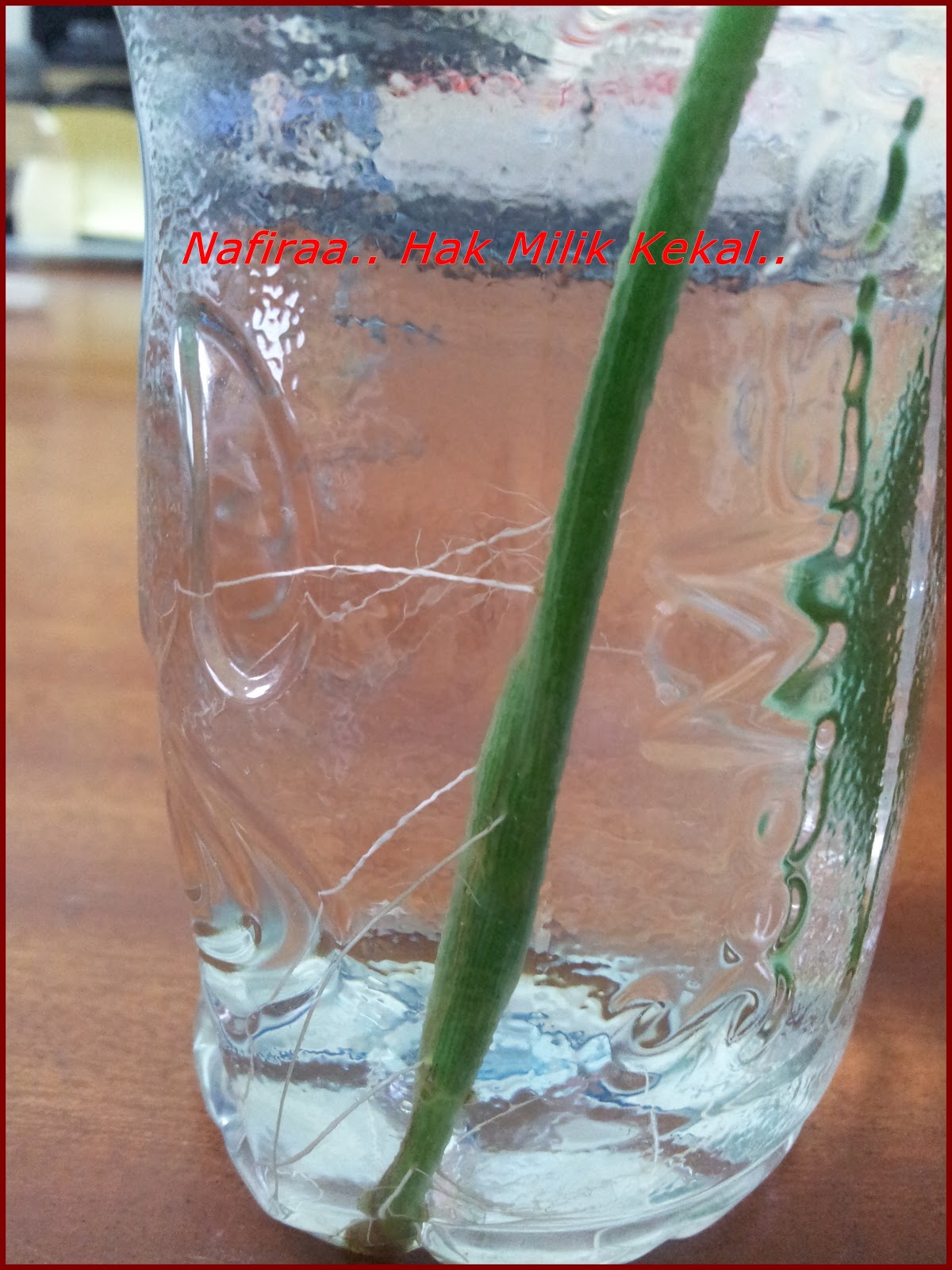 ...Nafira Sayang...: ...Update Pokok Daun Ular Sabah Ku....