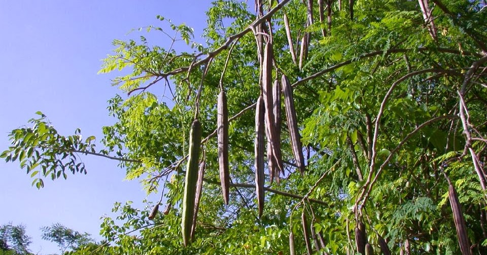 Naturalism - the Eighth Sense: Malunggay is the most popular tree ...