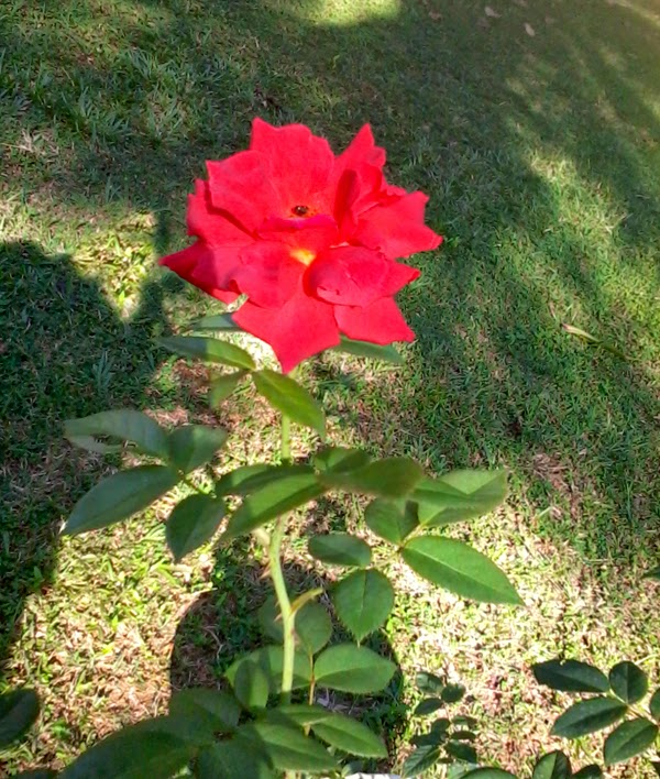 Red Roses | SL Flora