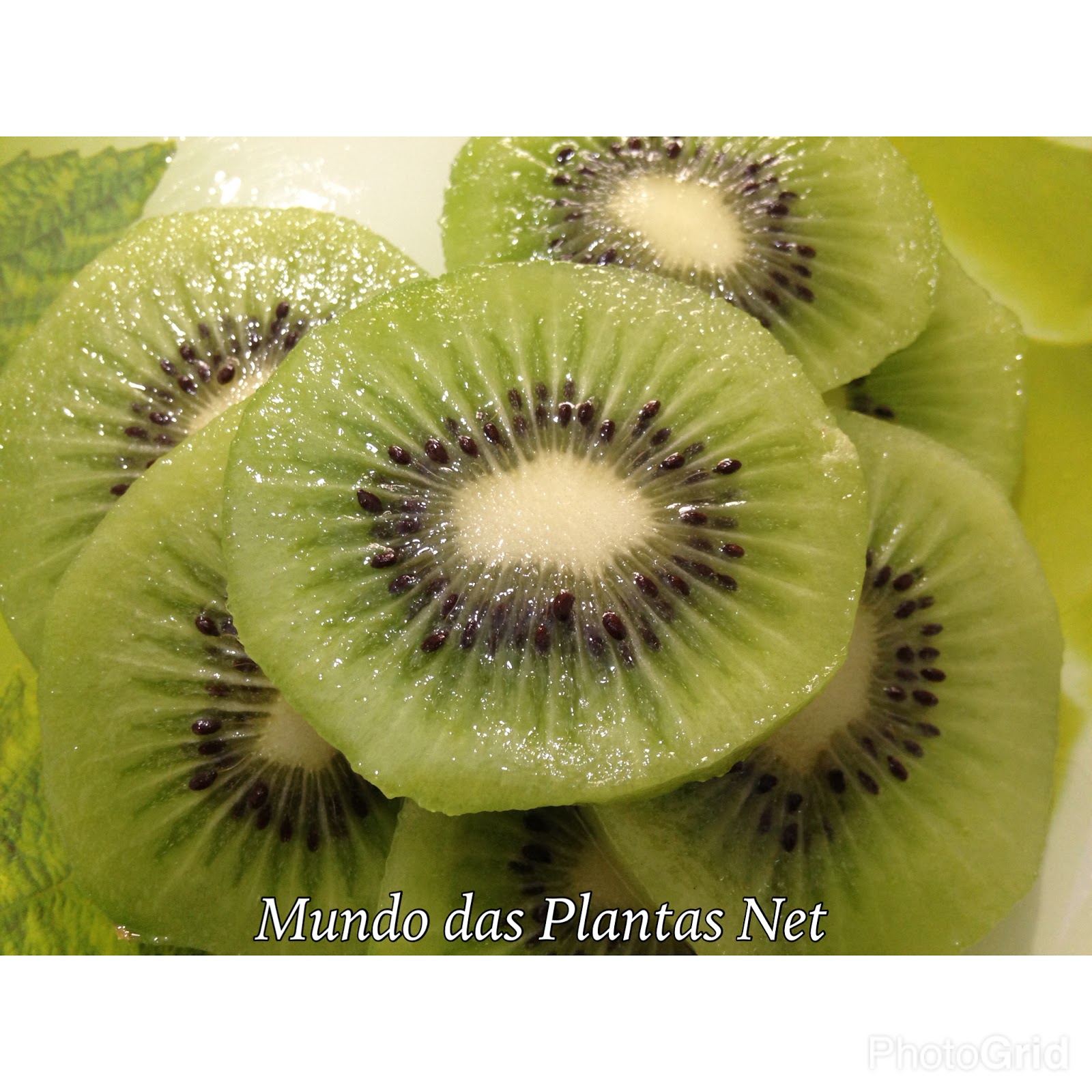 Mundo das Plantas : Kiwi uma Fruta deliciosa e rica em Vitaminas
