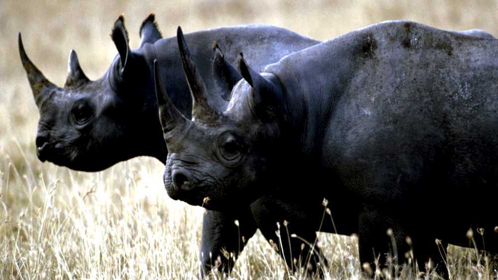 Western black rhinoceros