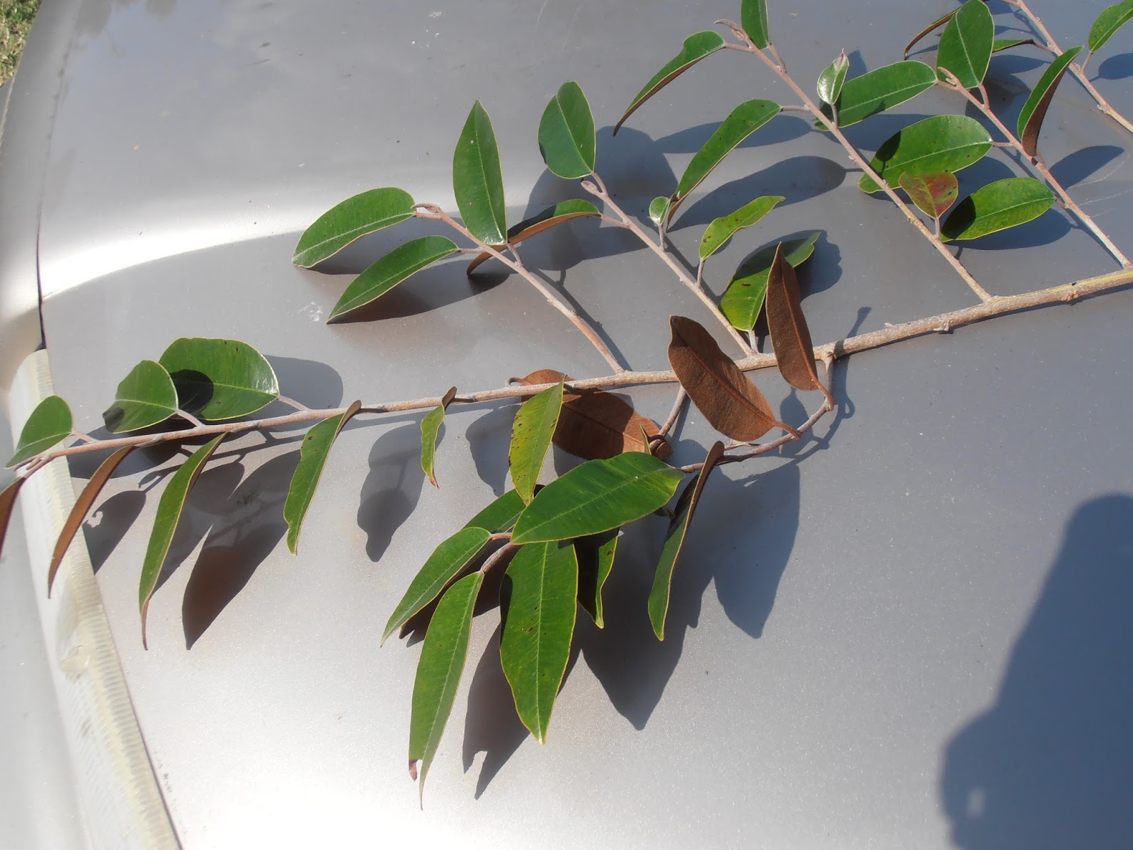 Flora de Puerto Rico Ilustrada Papo Vives: SAPOTACEAE-Chrysophyllum ...