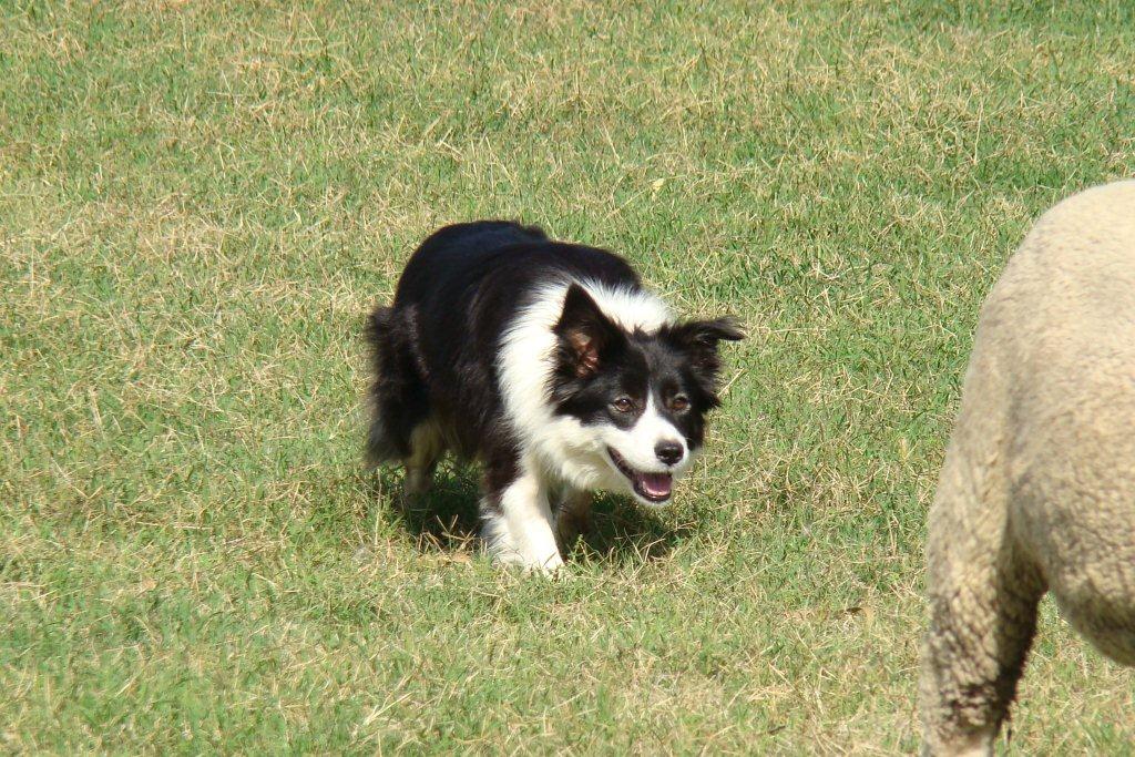 Bauers Working Border Collies: Welcome to the First Blog of Bauers ...