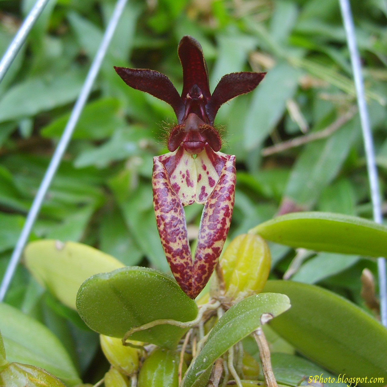 Orchids Flowers Pictures Bulbophyllum Vanda Cattleya Cymbidium ...