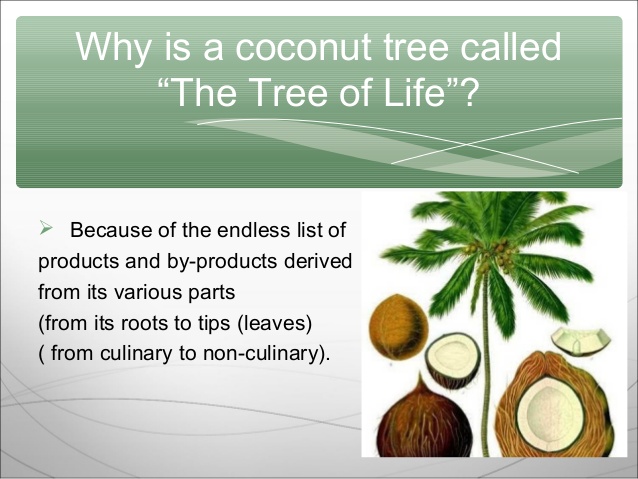 Coconut Tropical Climate || Coconut - FRUITS