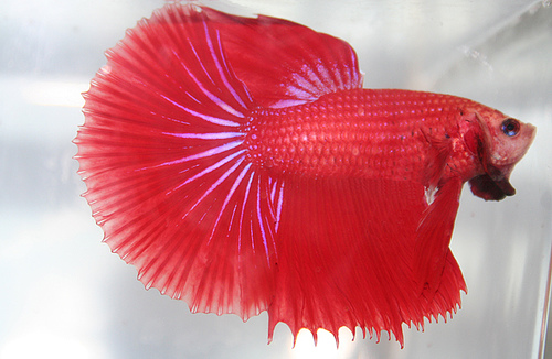 Shamudra Bilash: Betta & Gourami Fish